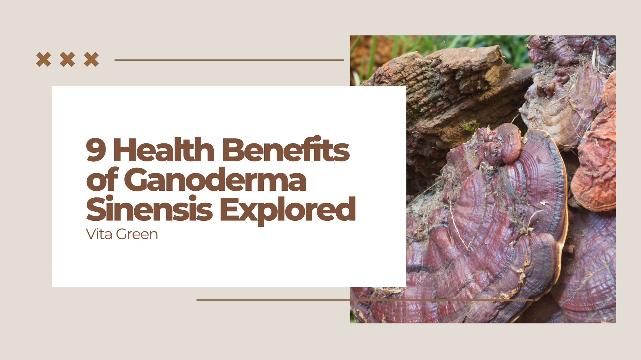9 Health Benefits of Ganoderma Sinensis Explored – Vita Green Lingzhi